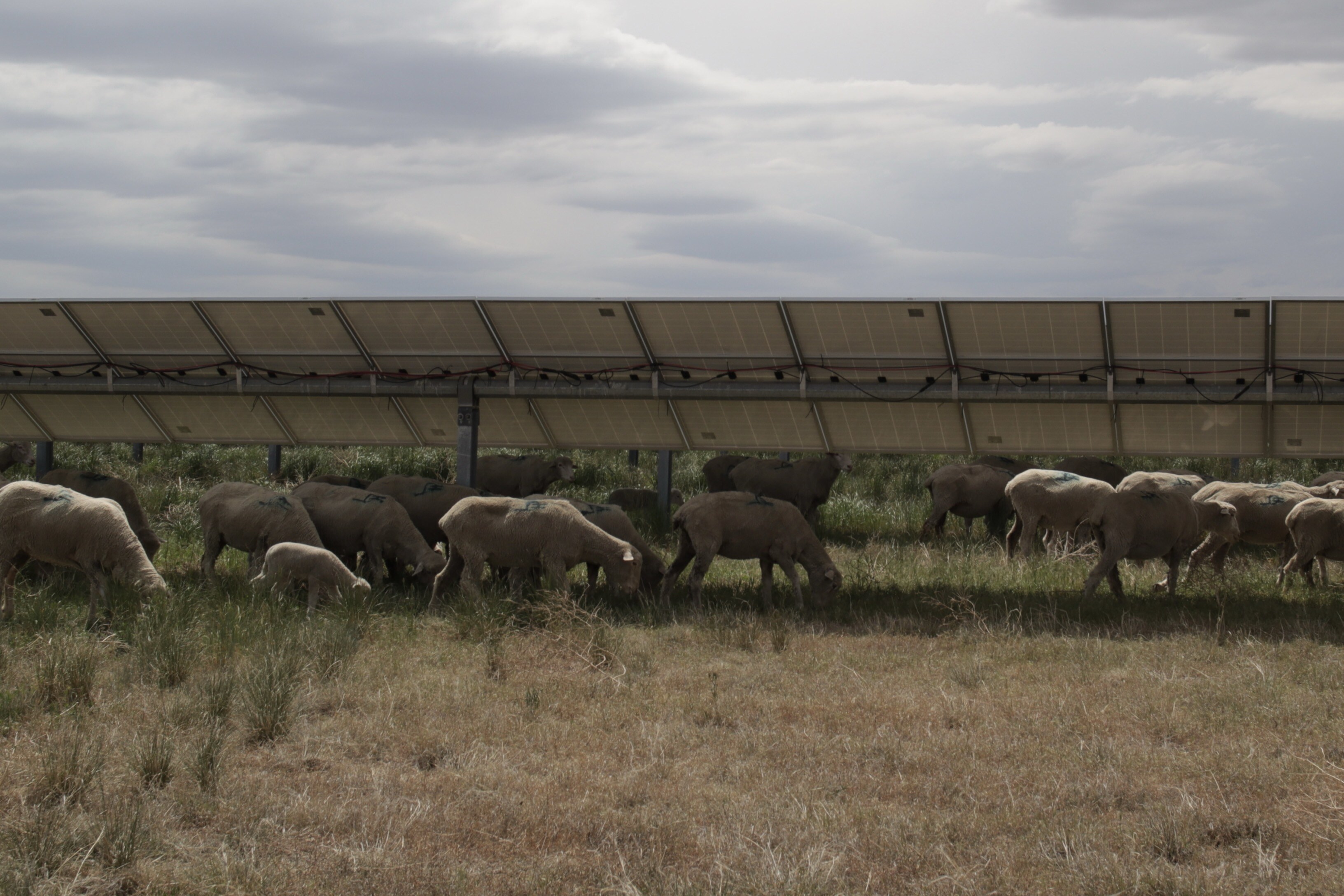 How Agrivoltaics Projects Can Help Maximize Land Use